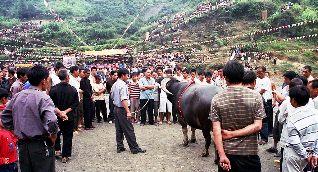 Chinese Bull Fighting in Matang - Holachina.com